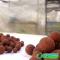 Liapor Hydroton – Clay Pebbles (Made in Germany) – AquaponicsGoGreen